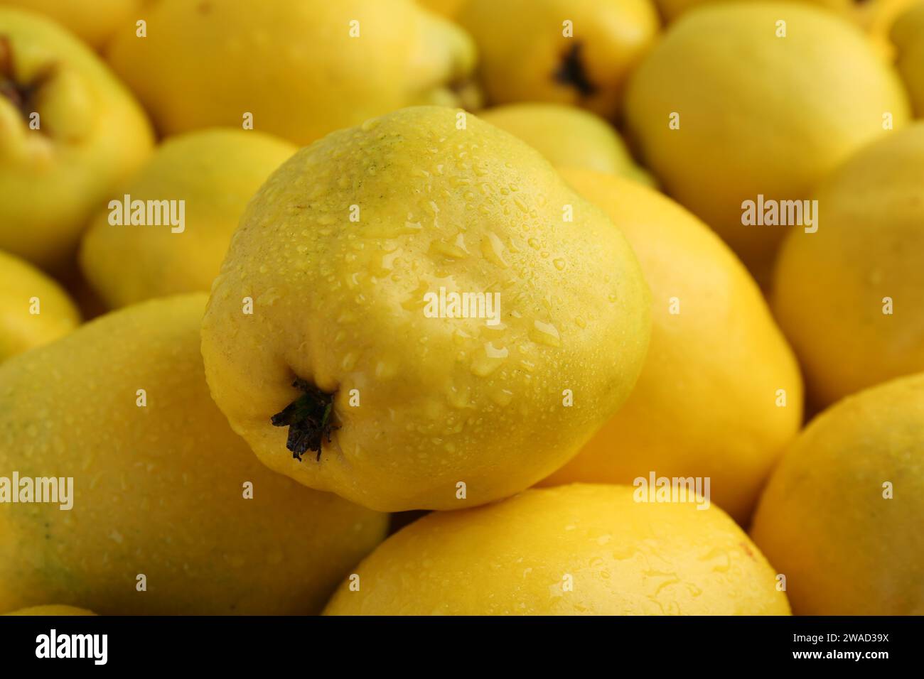Delicious ripe quinces with water drops as background, closeup Stock ...