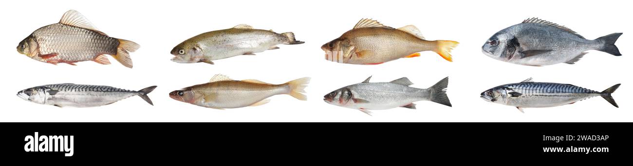 Different types of raw fish isolated on white, set Stock Photo - Alamy