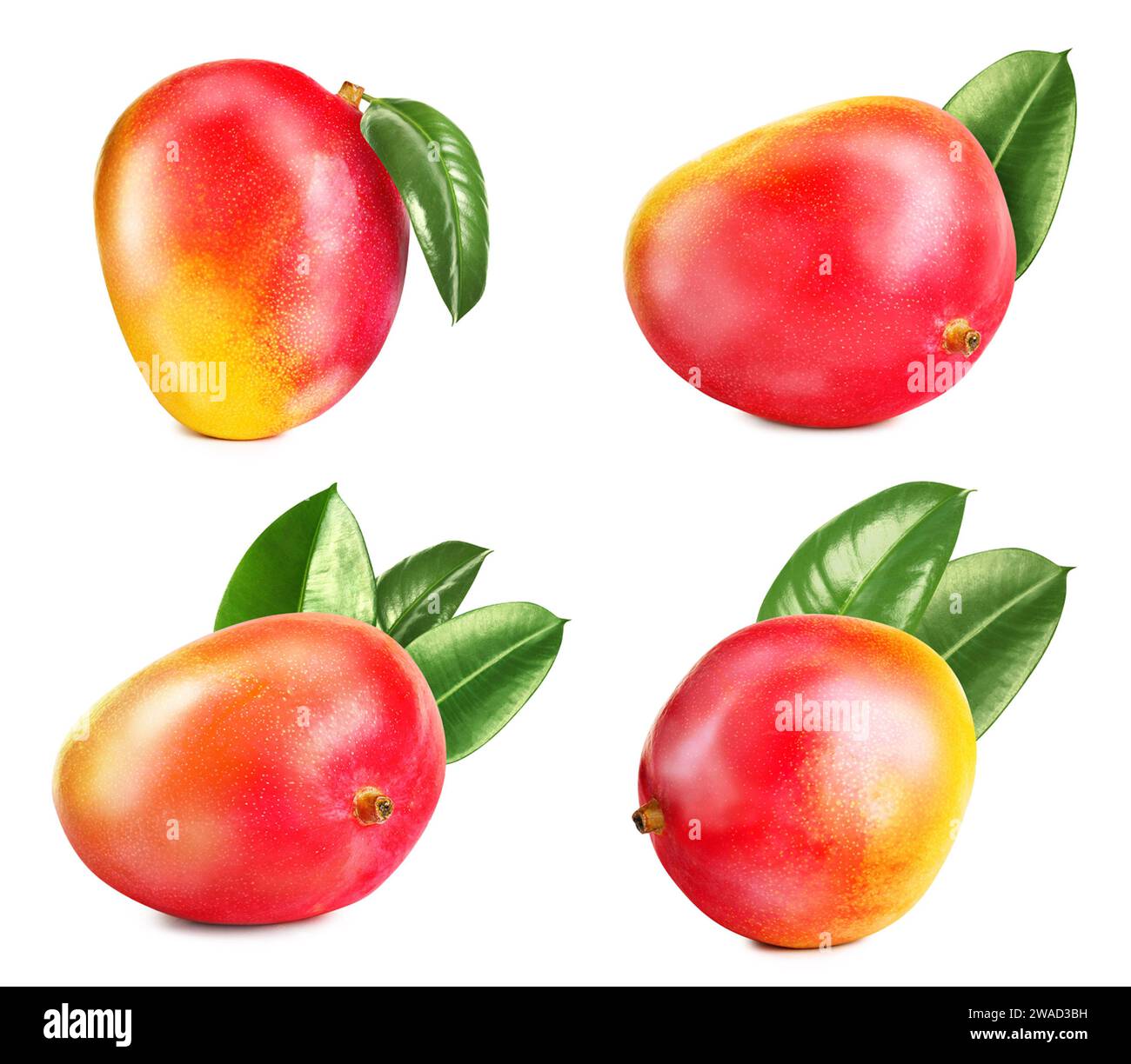 Mango fruits green leaves hi-res stock photography and images - Alamy