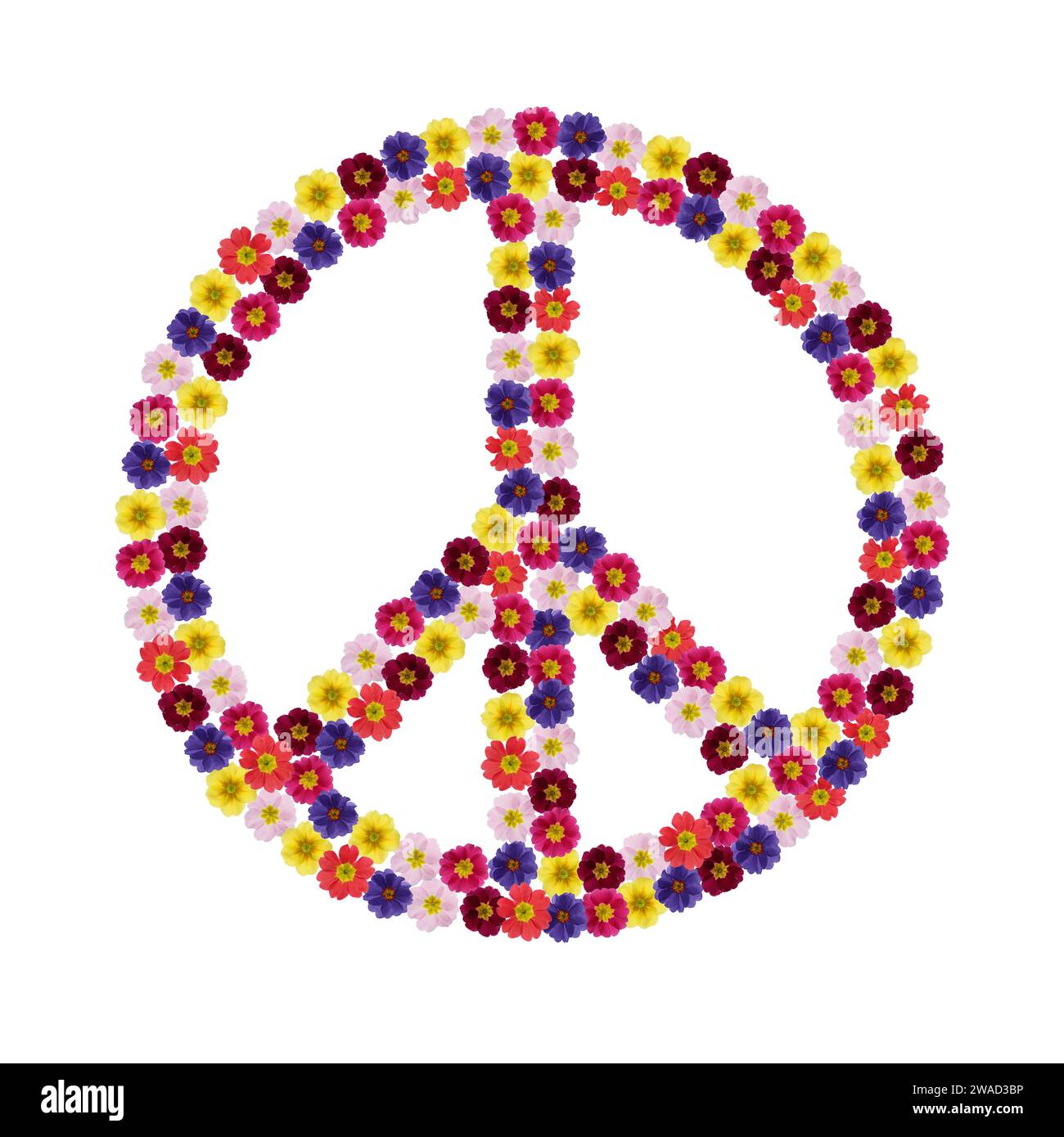 Hippie peace symbol of primula flowers on white background Stock Photo ...