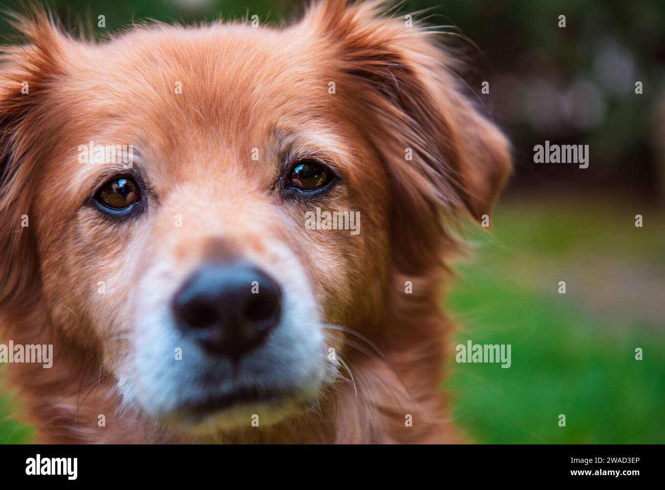 Red nose dog portrait hi-res stock photography and images - Alamy