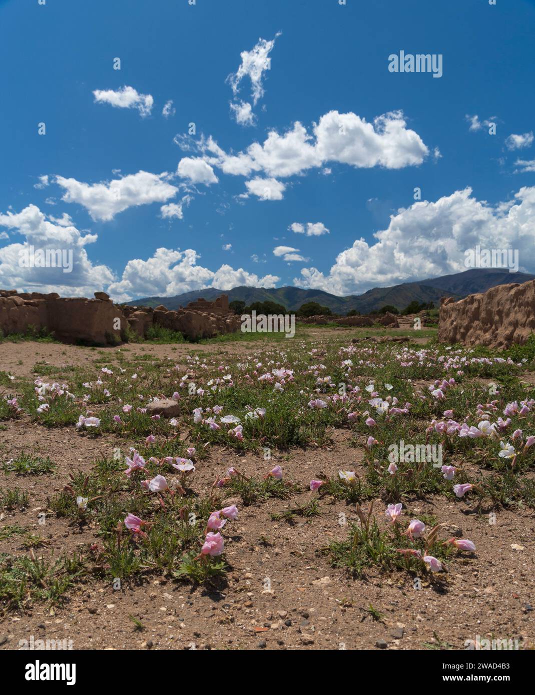 WILD FLOWER BLOOM AT PUYE CLIFF DWELLINGS, SANTA CLARA PUEBLO, ESPANOLA ...