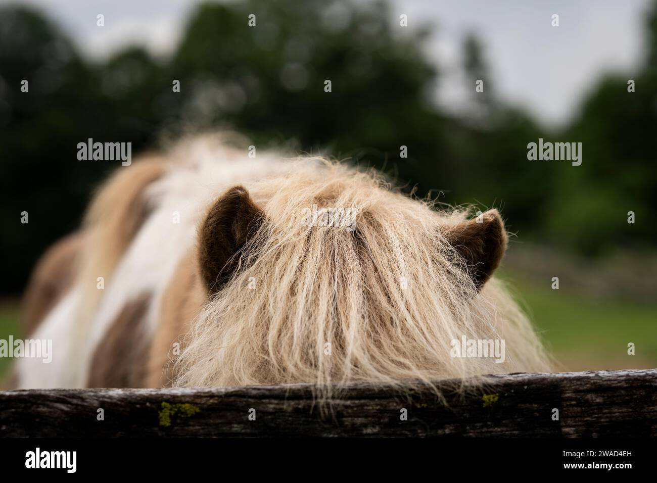 Forelock and ears of a pony hiding behind a paddock fence board Stock ...