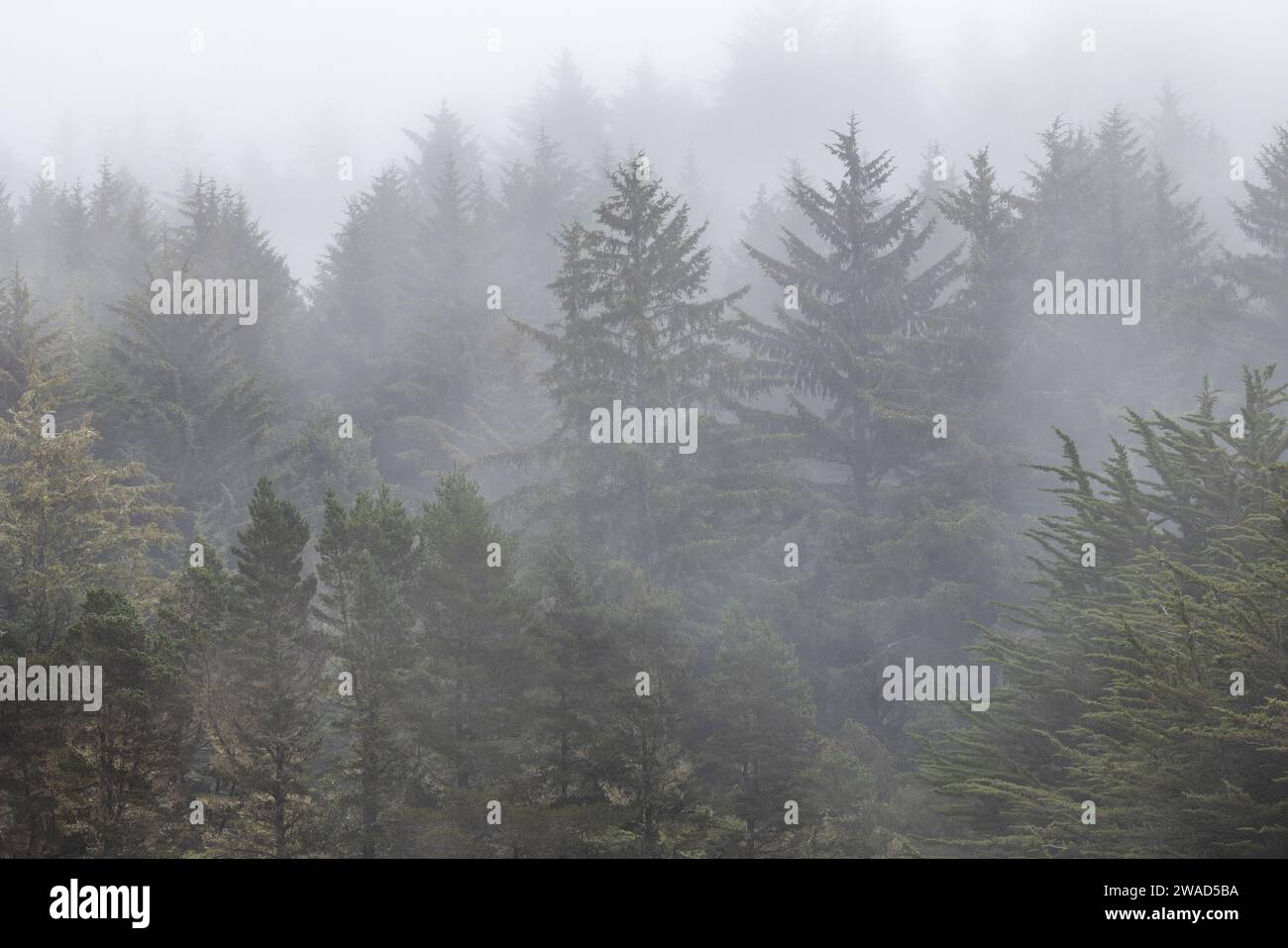Oregon coos forest hi-res stock photography and images - Alamy