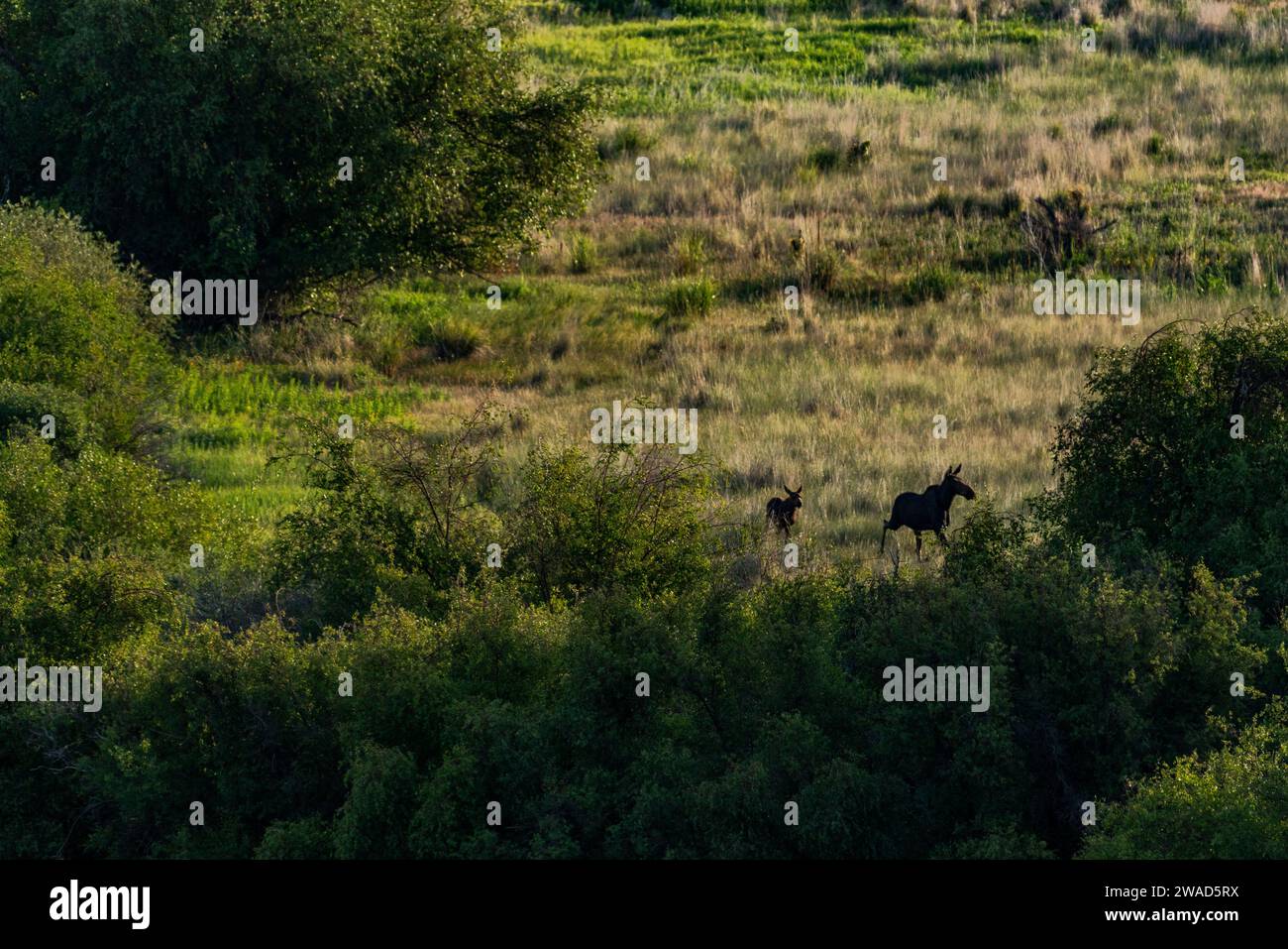 Cow moose (Alces Alces) and calf moose running across meadow Stock ...