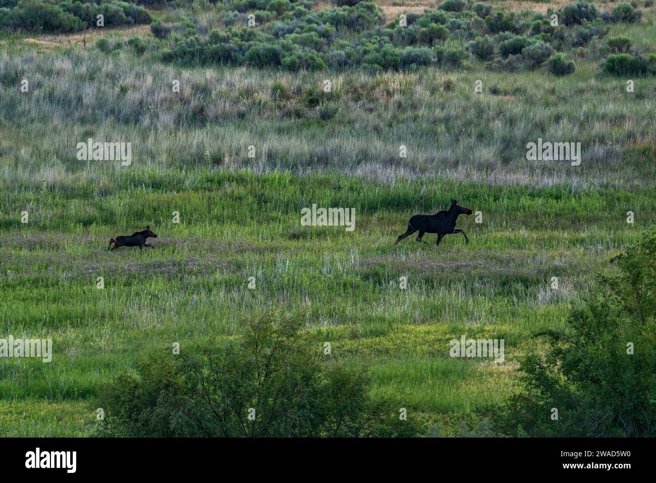 Cow moose (Alces Alces) and calf moose running across meadow Stock ...