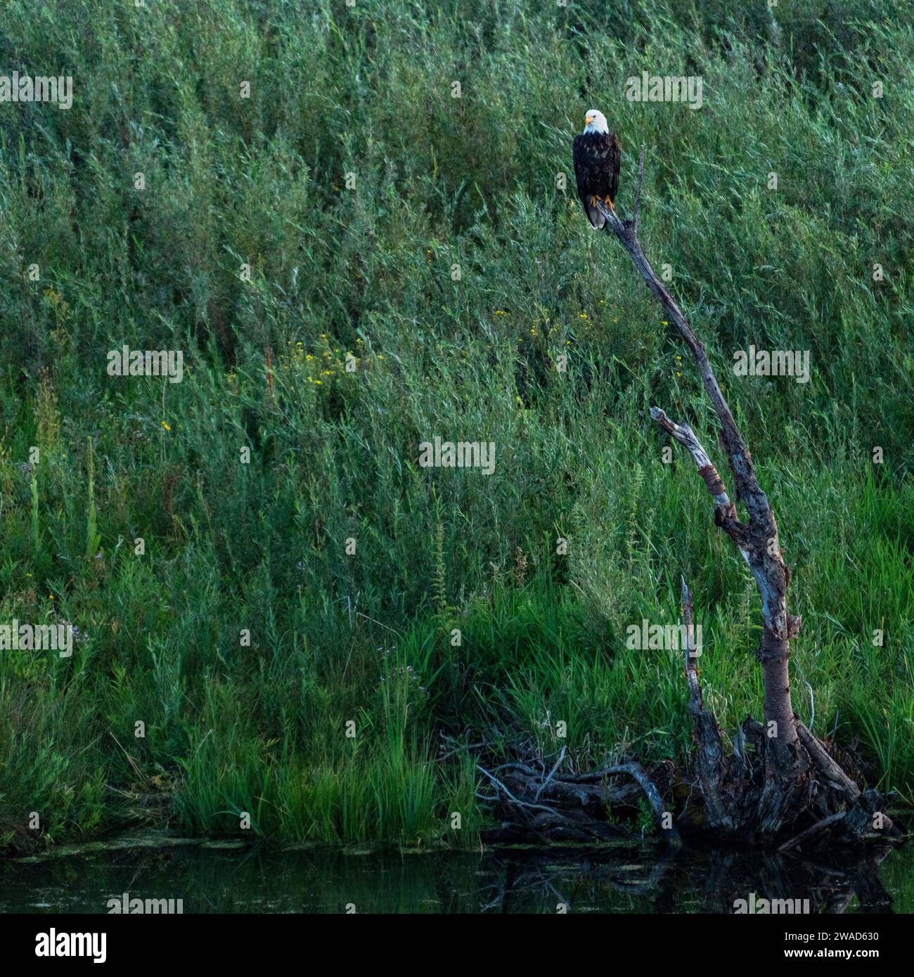 Bald eagle perching in dead tree above creek Stock Photo - Alamy