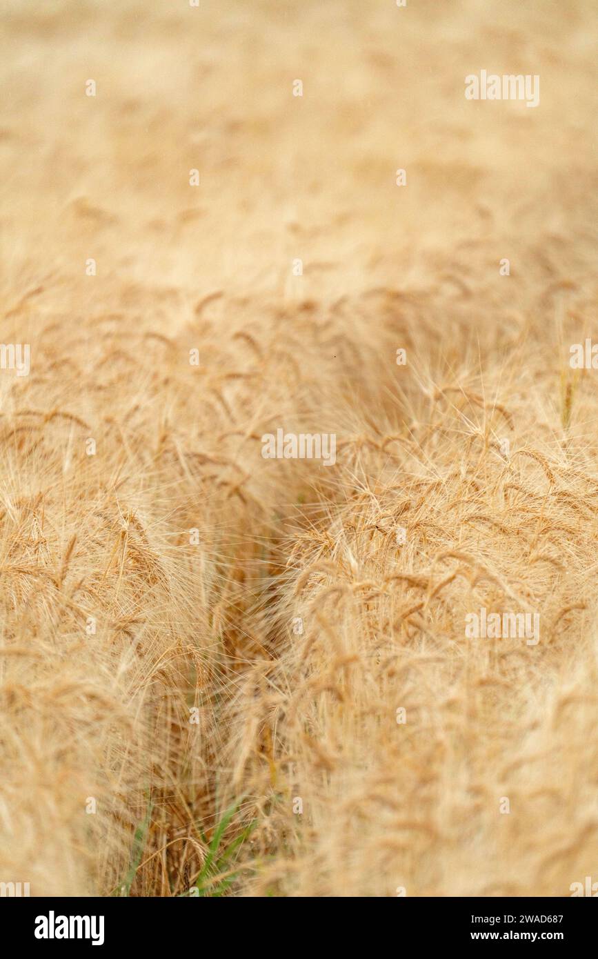 Animal trail hi-res stock photography and images - Alamy