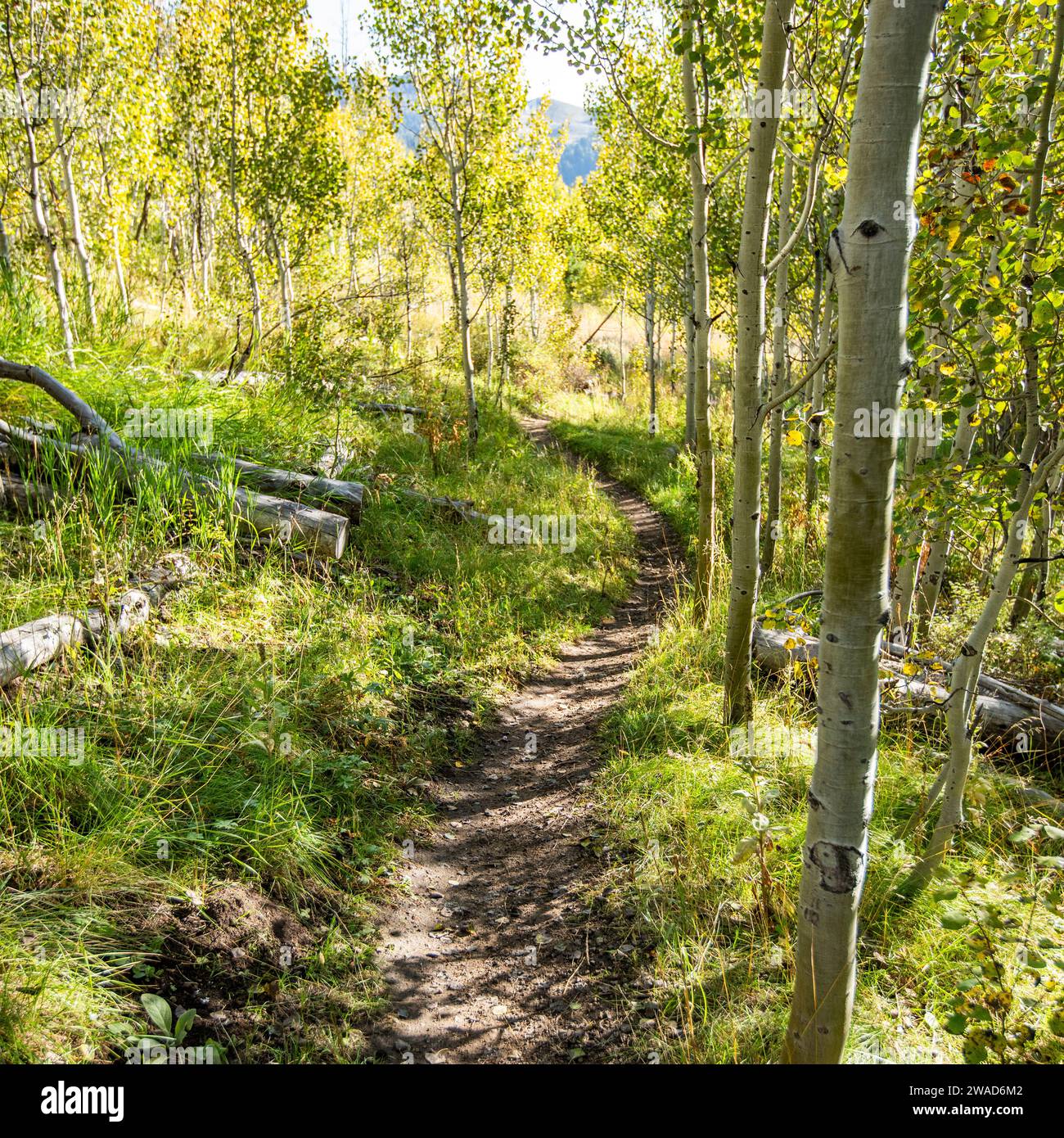 Aspen square hi-res stock photography and images - Alamy