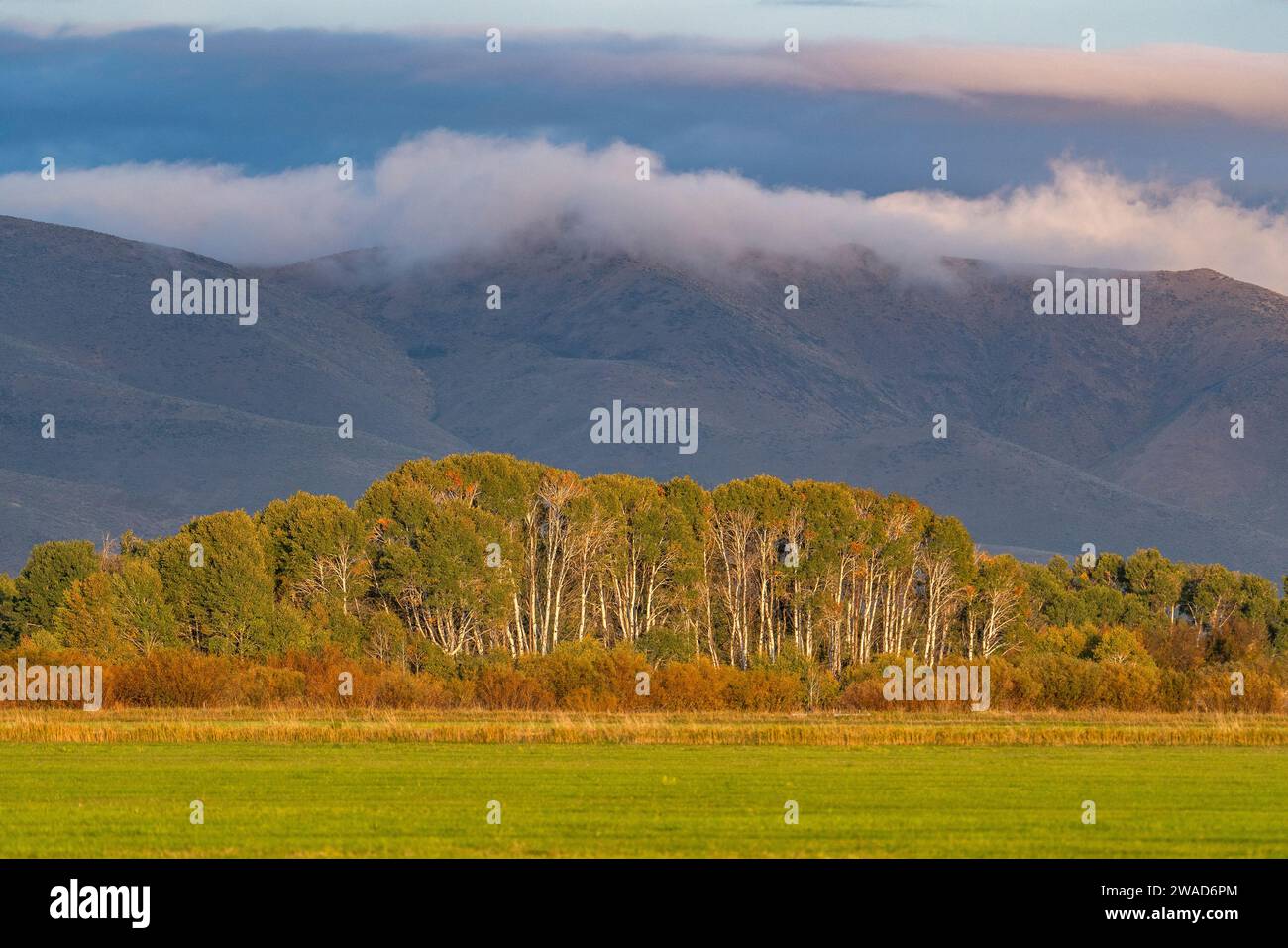 USA, Idaho, Bellevue, Trees in rural landscape with mountains in ...