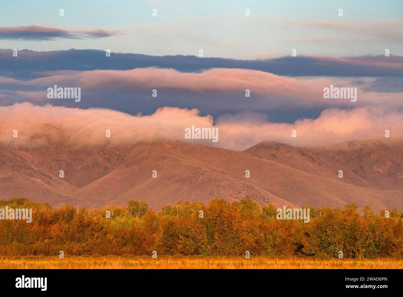USA, Idaho, Bellevue, Trees in rural landscape with mountains in ...
