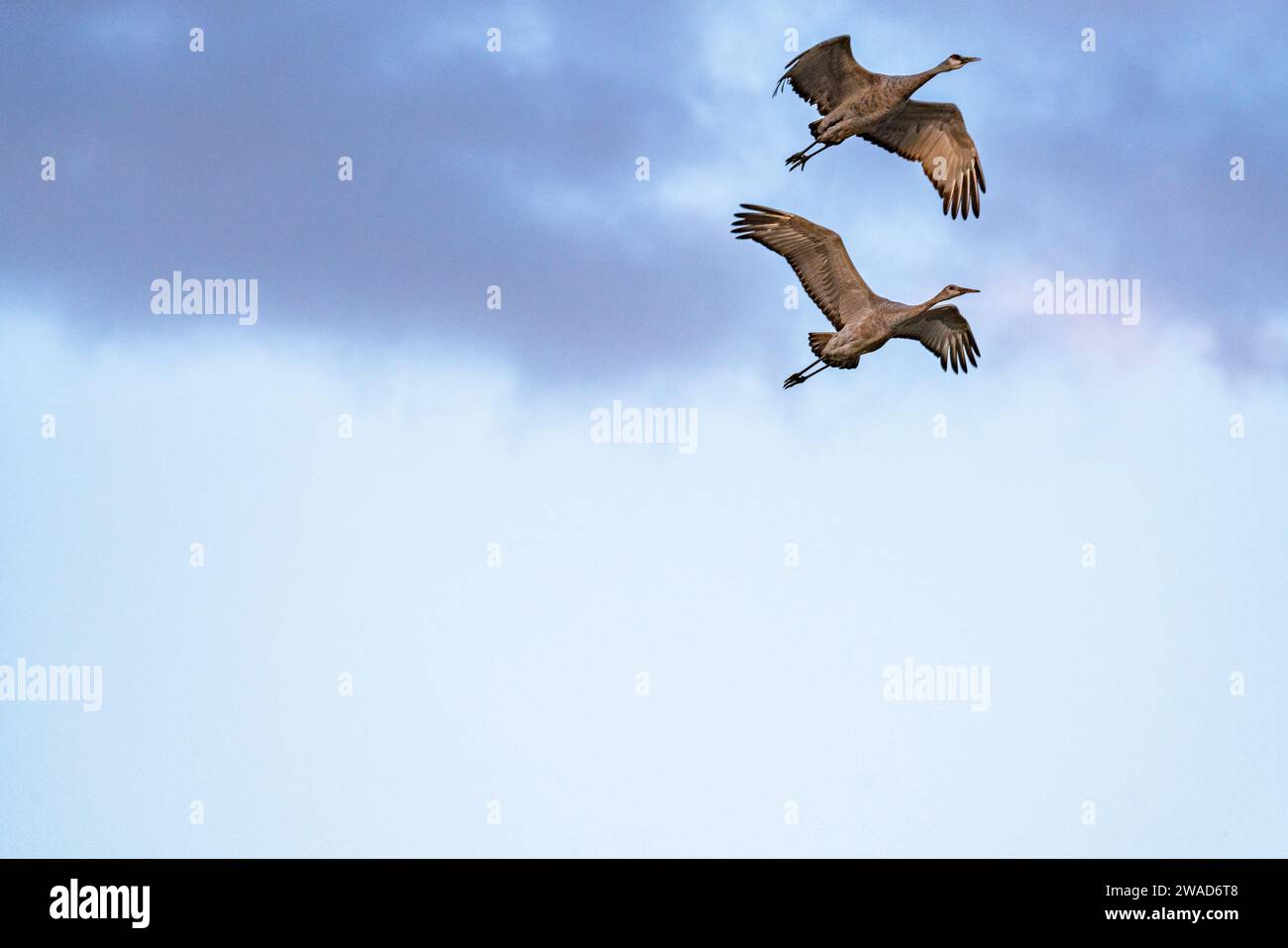 Two sandhill cranes hi-res stock photography and images - Alamy