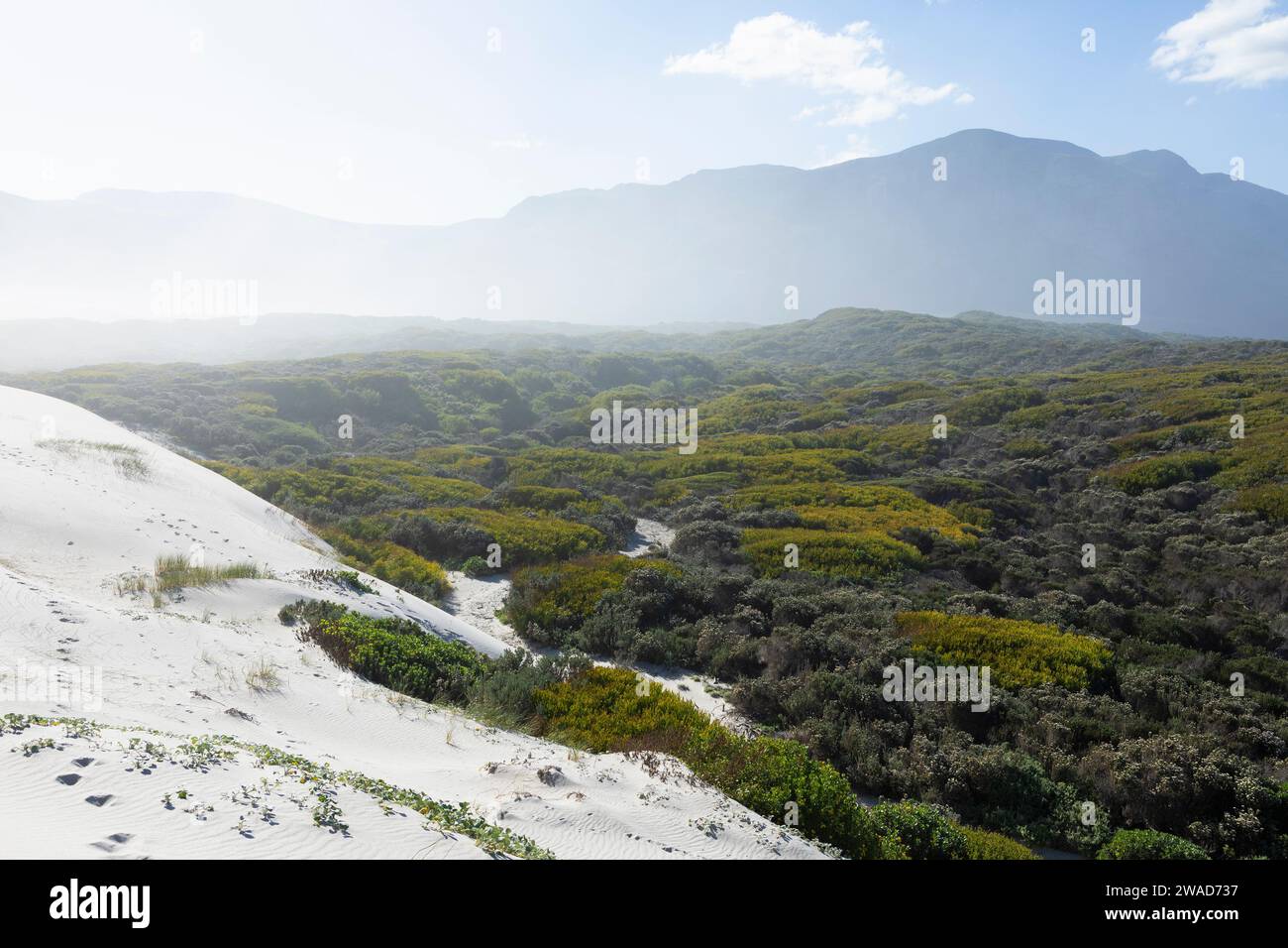South Africa, Hermanus, Green landscape in Walker Bay Nature Reserve ...