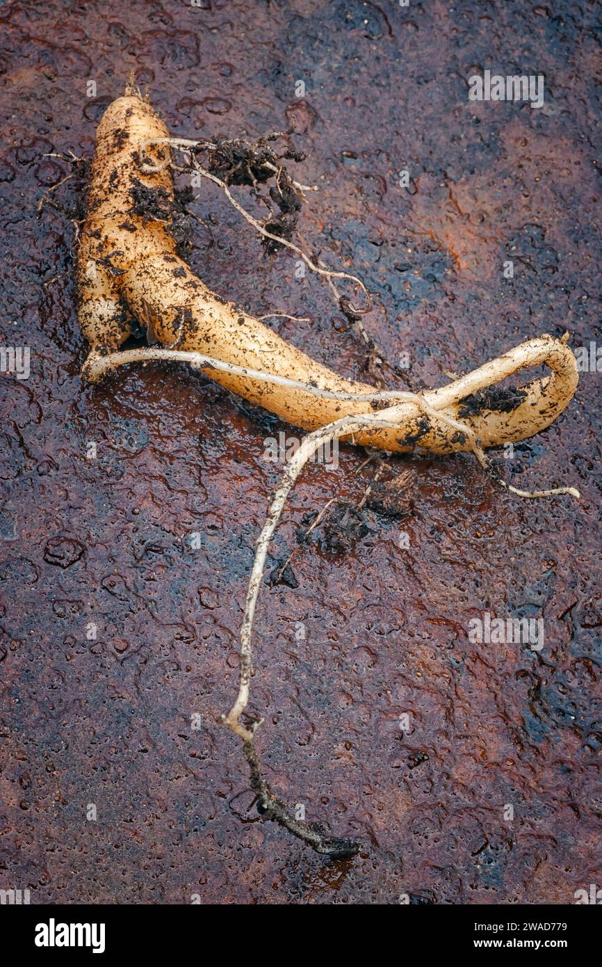 The true Mandrake root (Mandragora officinarum), In this plant are ...