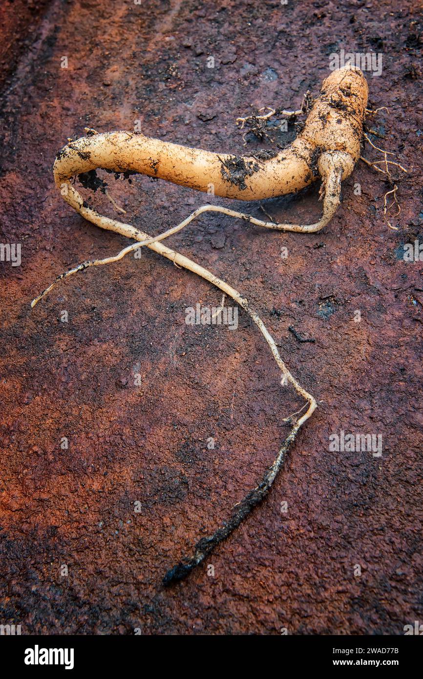The true Mandrake root (Mandragora officinarum), In this plant are ...