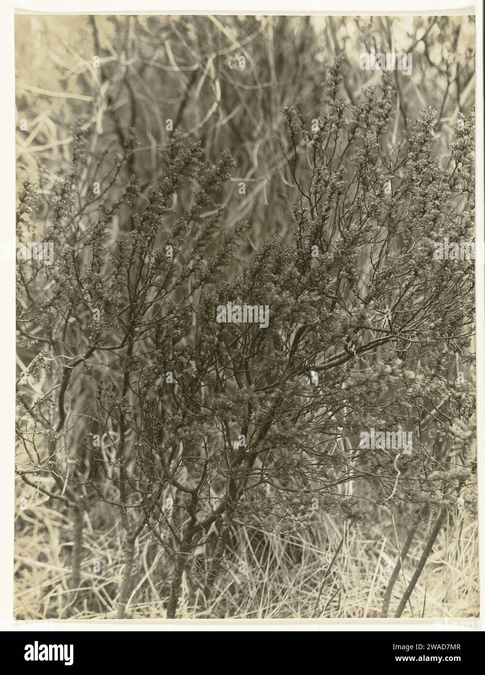 Branches of a tree or bush, c. 1900 - c. 1930 photograph Netherlands ...