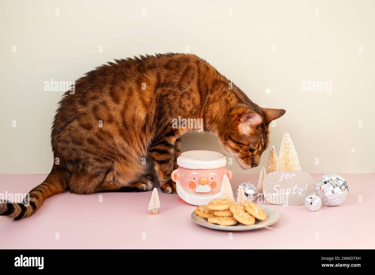 Pet with milk and cookies hi-res stock photography and images - Alamy