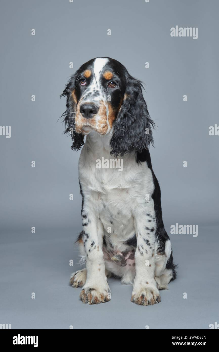 Portrait of English Springer Spaniel against gray background Stock ...
