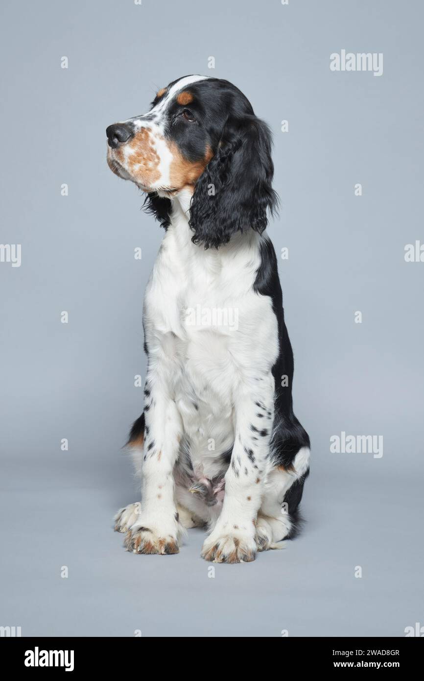 Portrait of English Springer Spaniel against gray background Stock ...