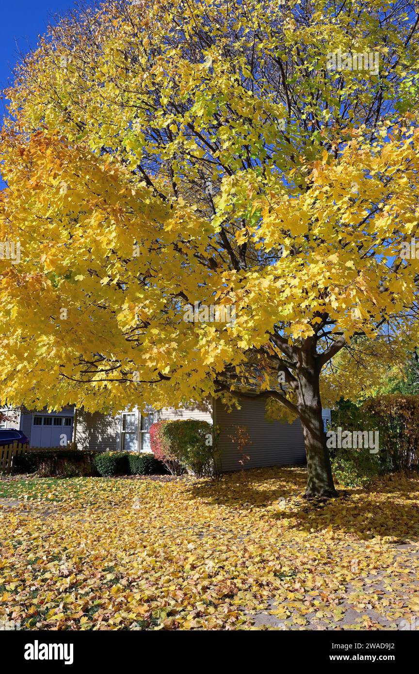 Glen Ellyn, Illinois, USA. Autumn is apparent in the color of leaves ...
