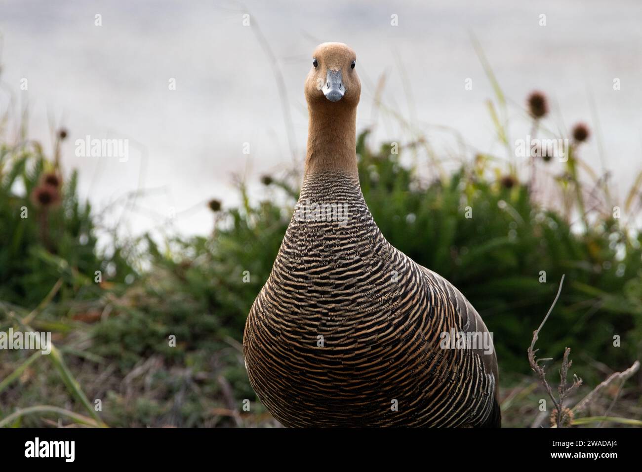 female ashy headed goose watching the nest Stock Photo - Alamy