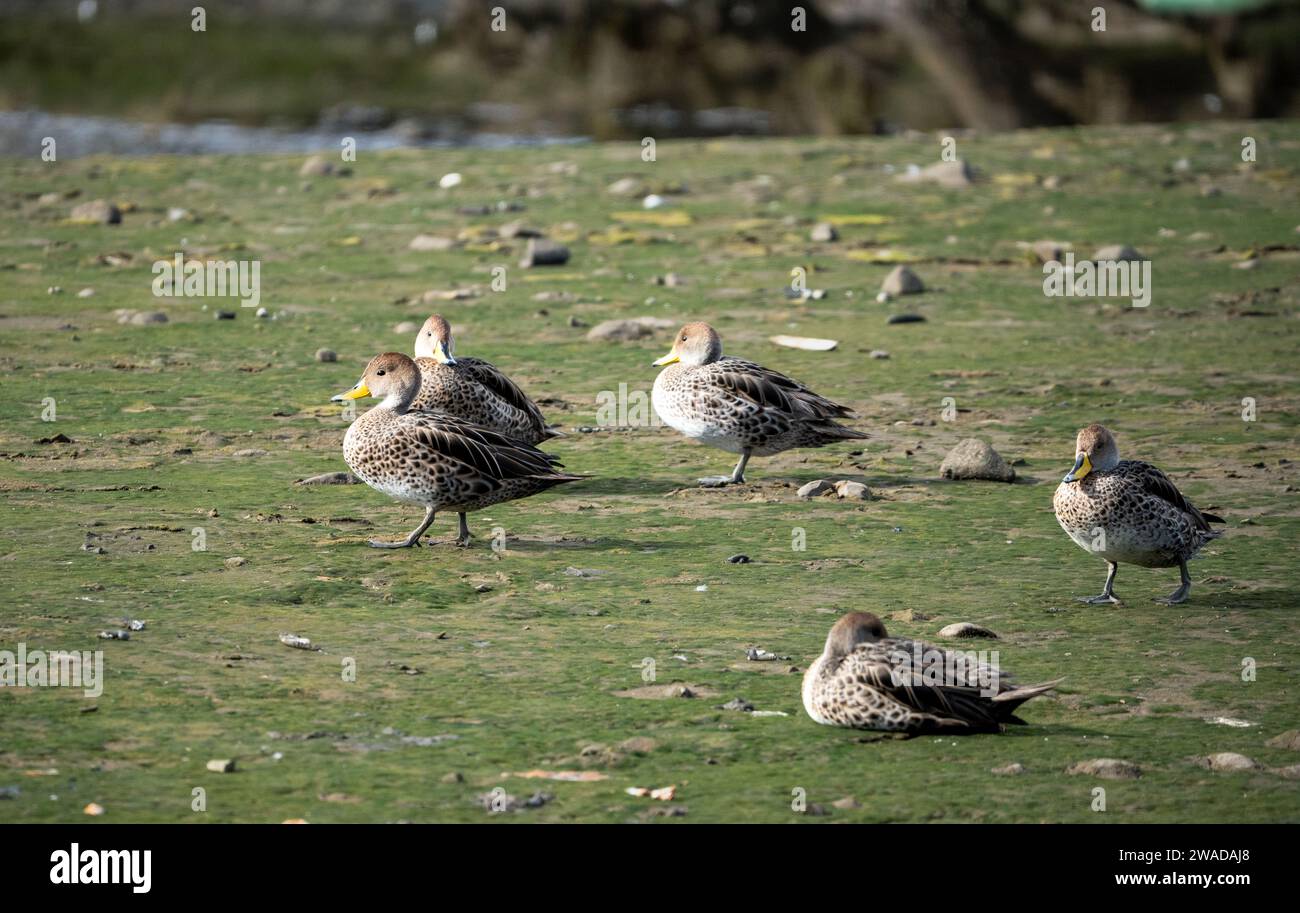 Grupo de patos hi-res stock photography and images - Alamy