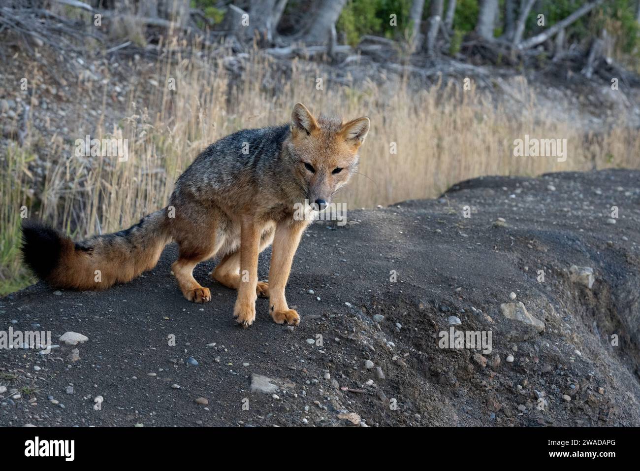 Andean culpeo fox lycalopex hi-res stock photography and images - Alamy