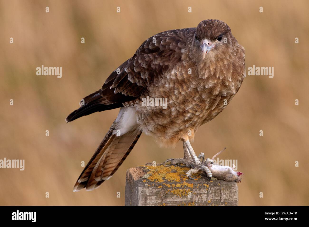 bird of prey eating a mouse, Chimango Caracara Stock Photo - Alamy