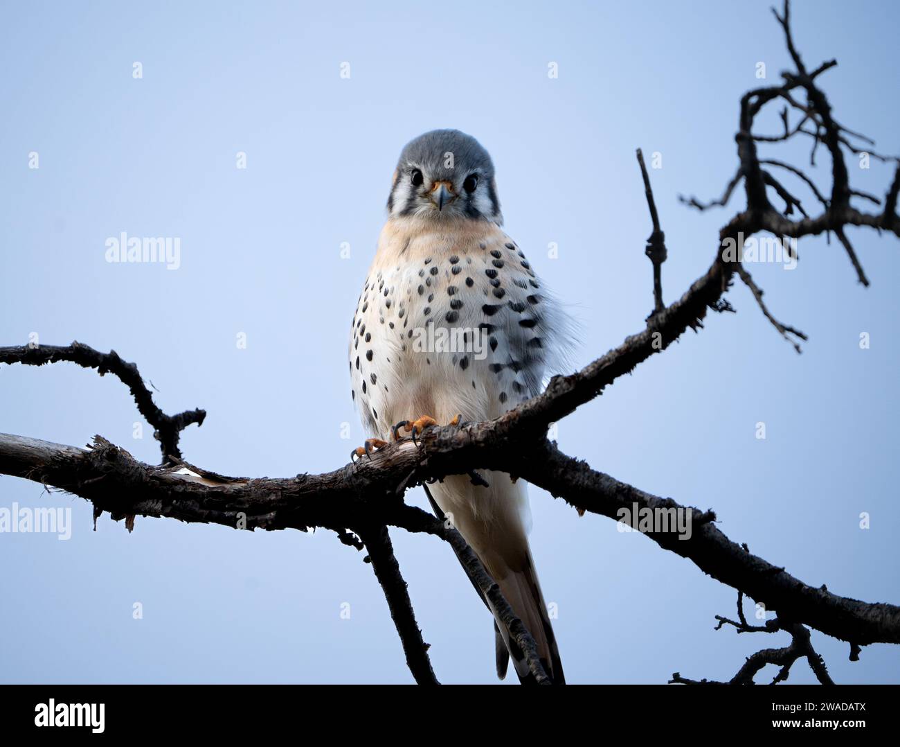 Cernícalo macho hi-res stock photography and images - Alamy