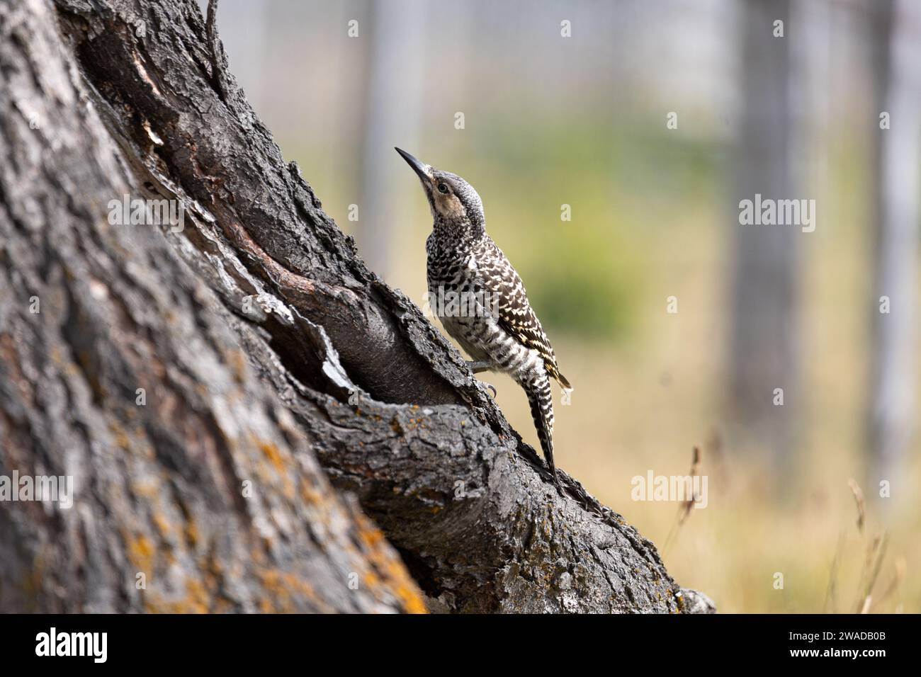 Insects on the tree hi-res stock photography and images - Alamy