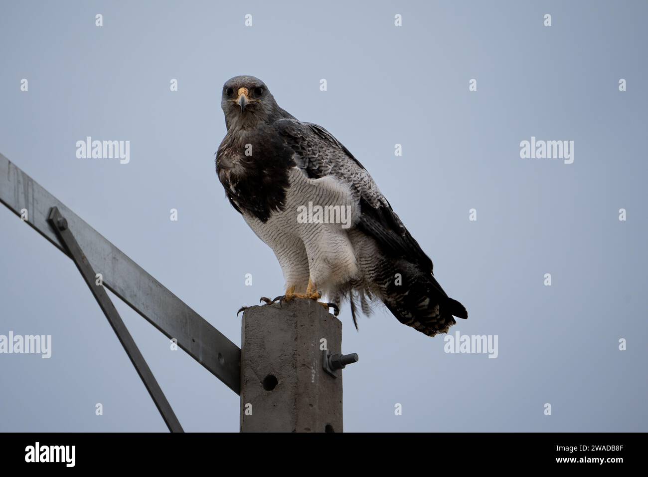 Black-chested buzzard-eagle standing on an electrical pole Stock Photo ...
