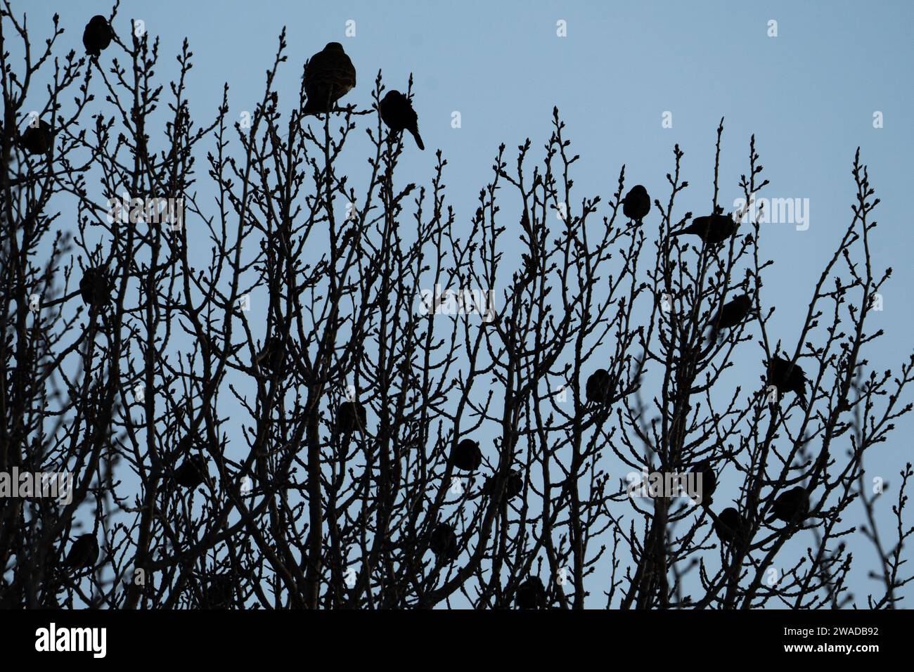 group of different birds sleeping on a tree at night Stock Photo - Alamy