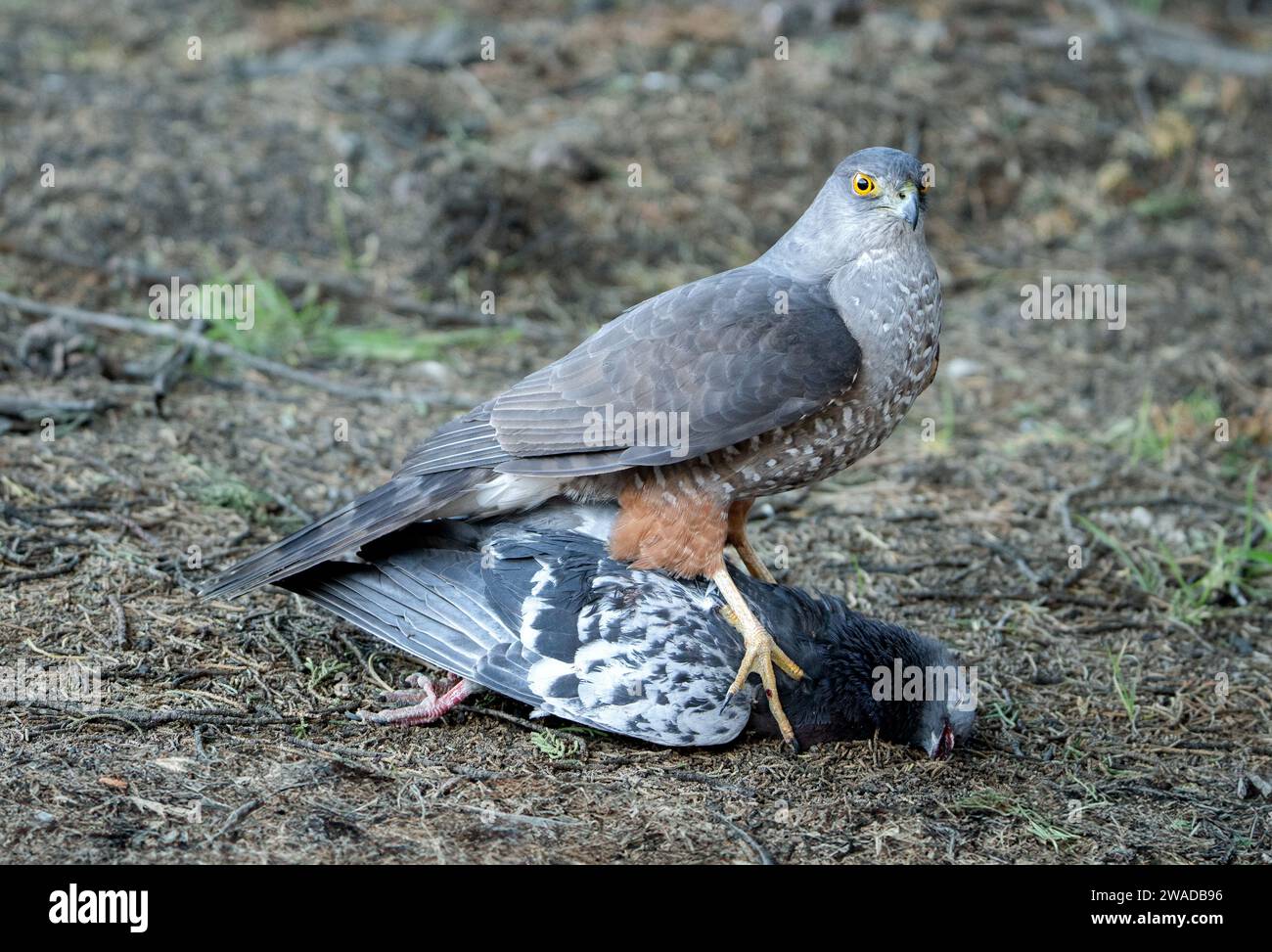 Peuquito hi-res stock photography and images - Alamy