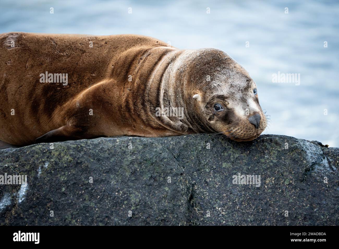 sea wolf sleeping on a rock showing a cute face Stock Photo - Alamy
