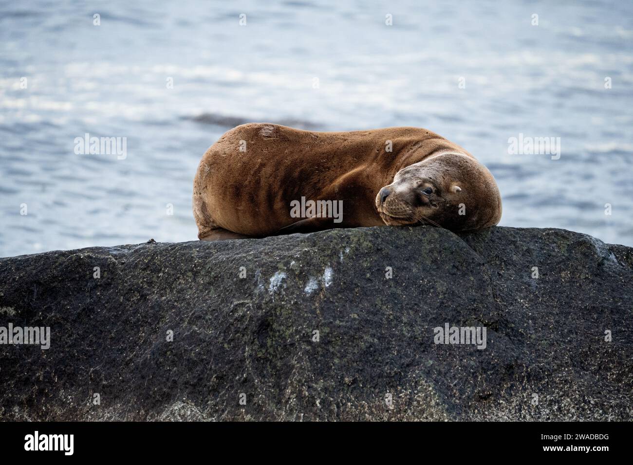 sea wolf sleeping on a rock side head Stock Photo - Alamy