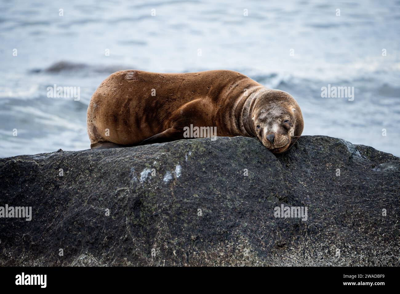 sea wolf sleeping on a rock looking at the camera Stock Photo - Alamy