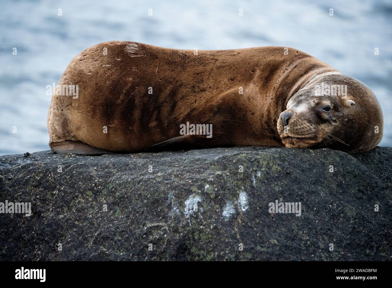 Big seal on coast hi-res stock photography and images - Alamy