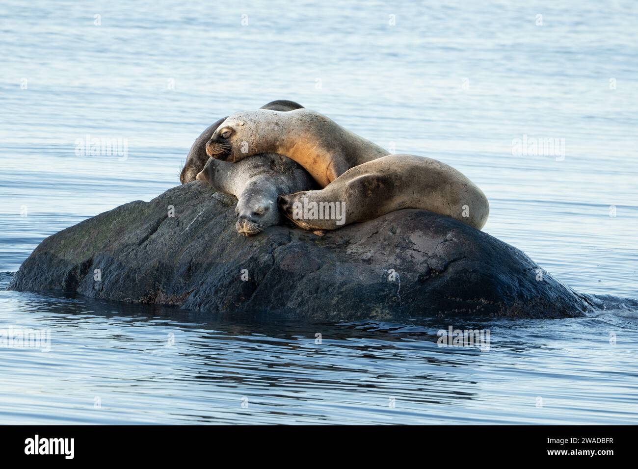 family of sea wolves sleeping together on a rock Stock Photo - Alamy