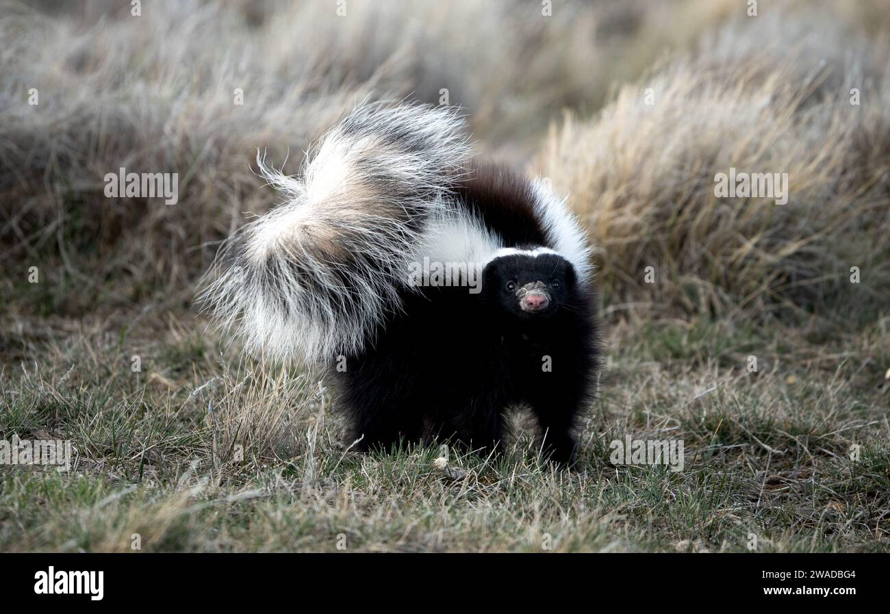 Chingue patagonico hi-res stock photography and images - Alamy