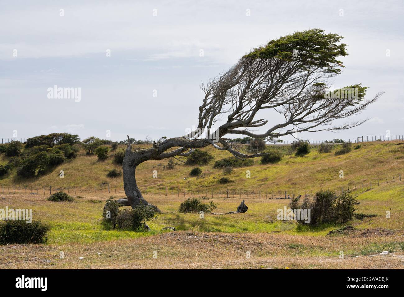 tree twisted by the wind Stock Photo - Alamy