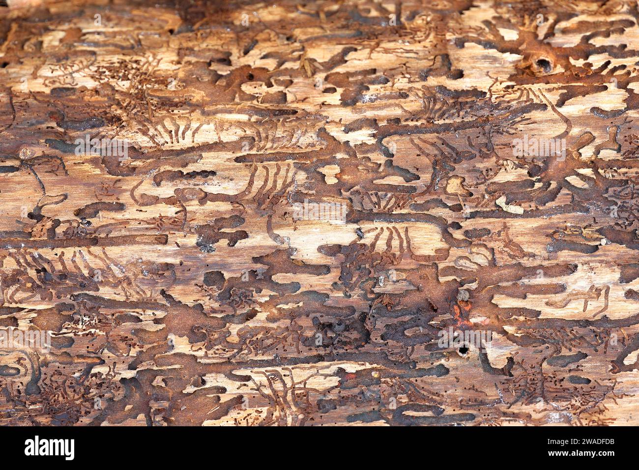 Ips hi-res stock photography and images - Alamy