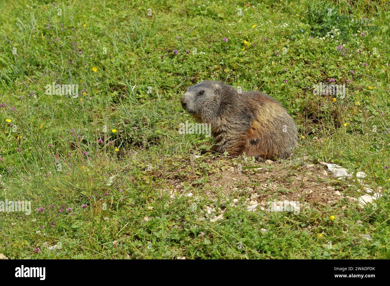 Alpine marmot (Marmota marmota), in front of the burrow on a mountain ...