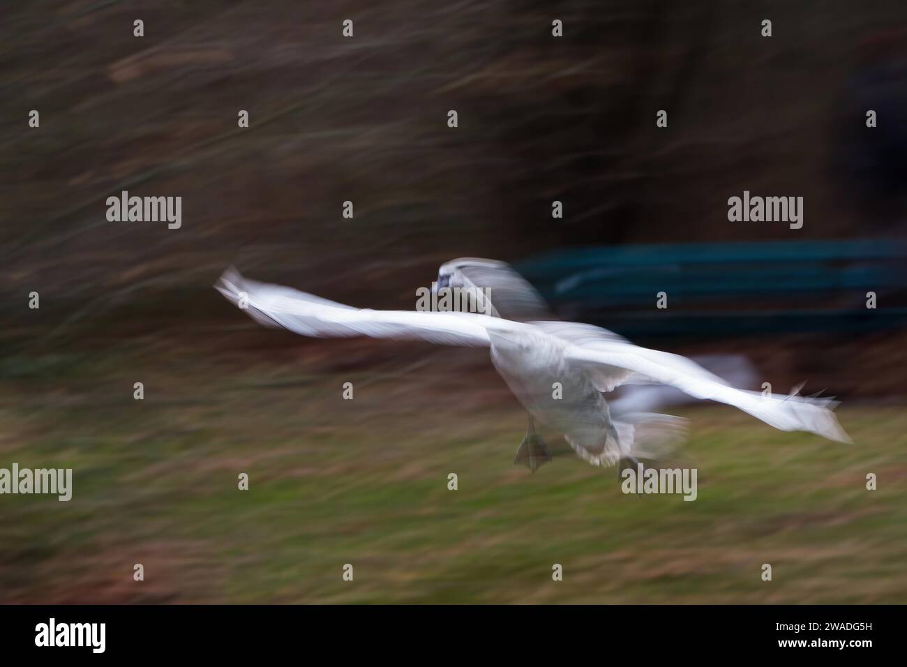 Approach to swan hi-res stock photography and images - Alamy