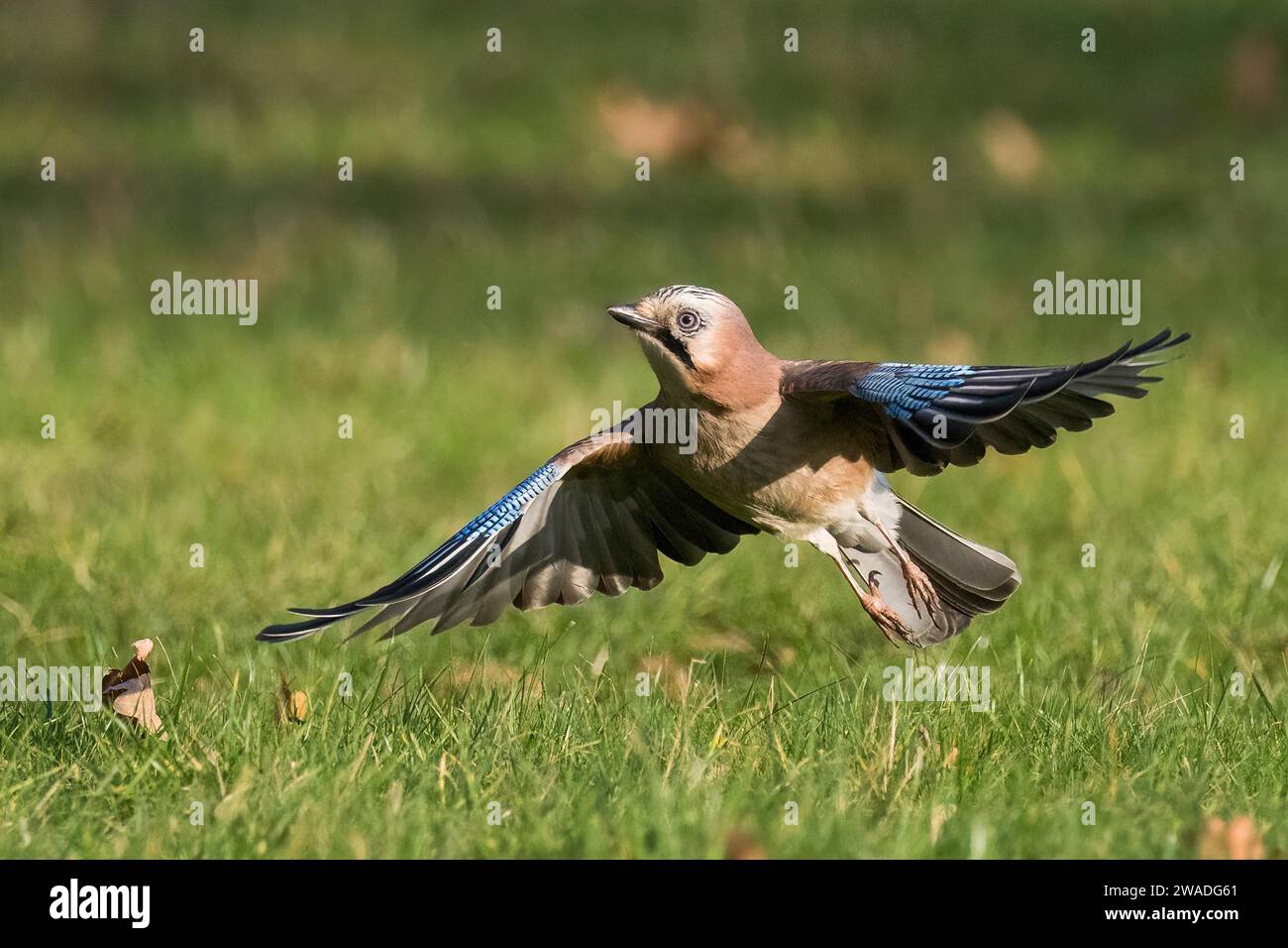 Eurasian jay flying hi-res stock photography and images - Alamy