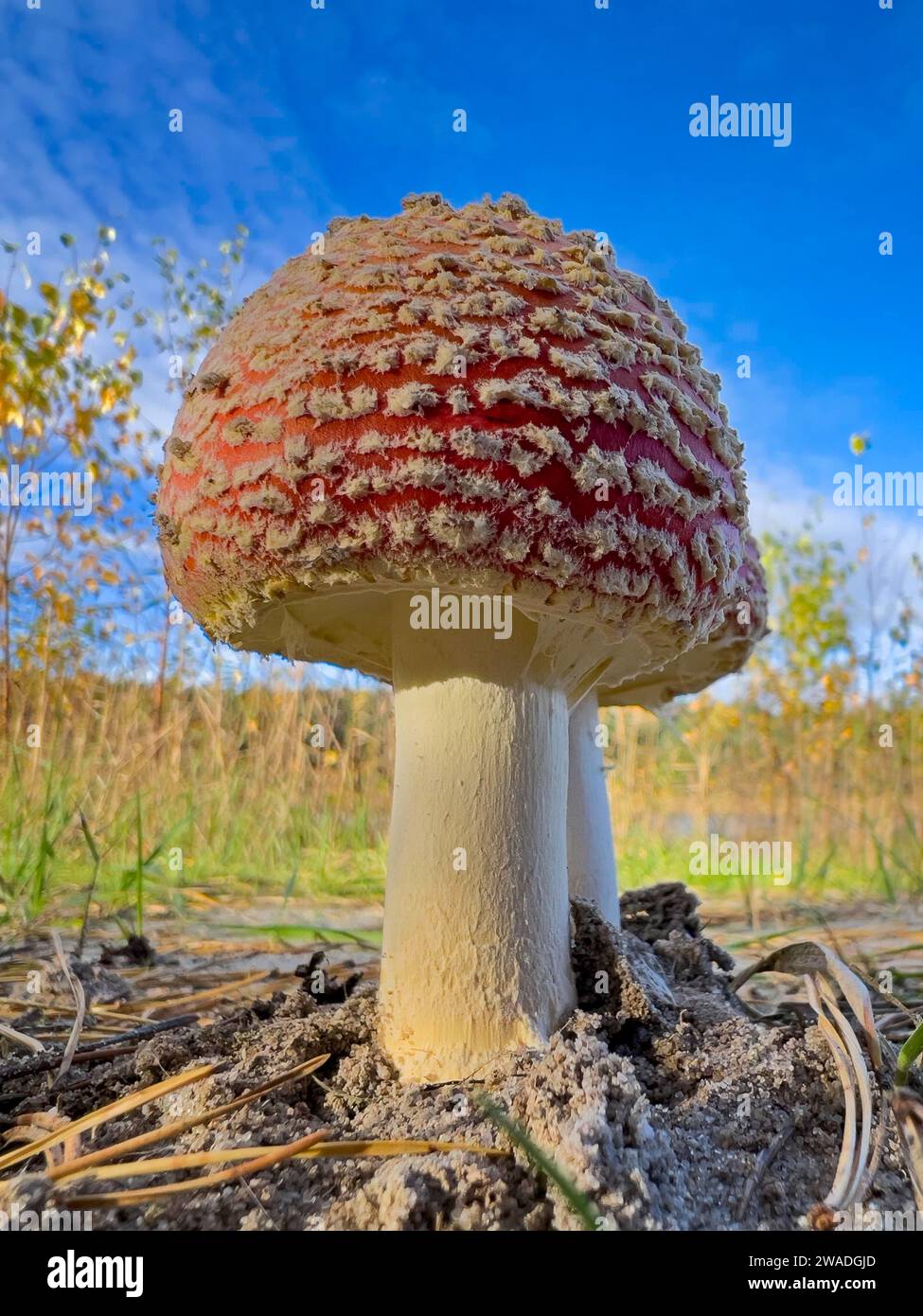 Red cap with white spots hi-res stock photography and images - Alamy