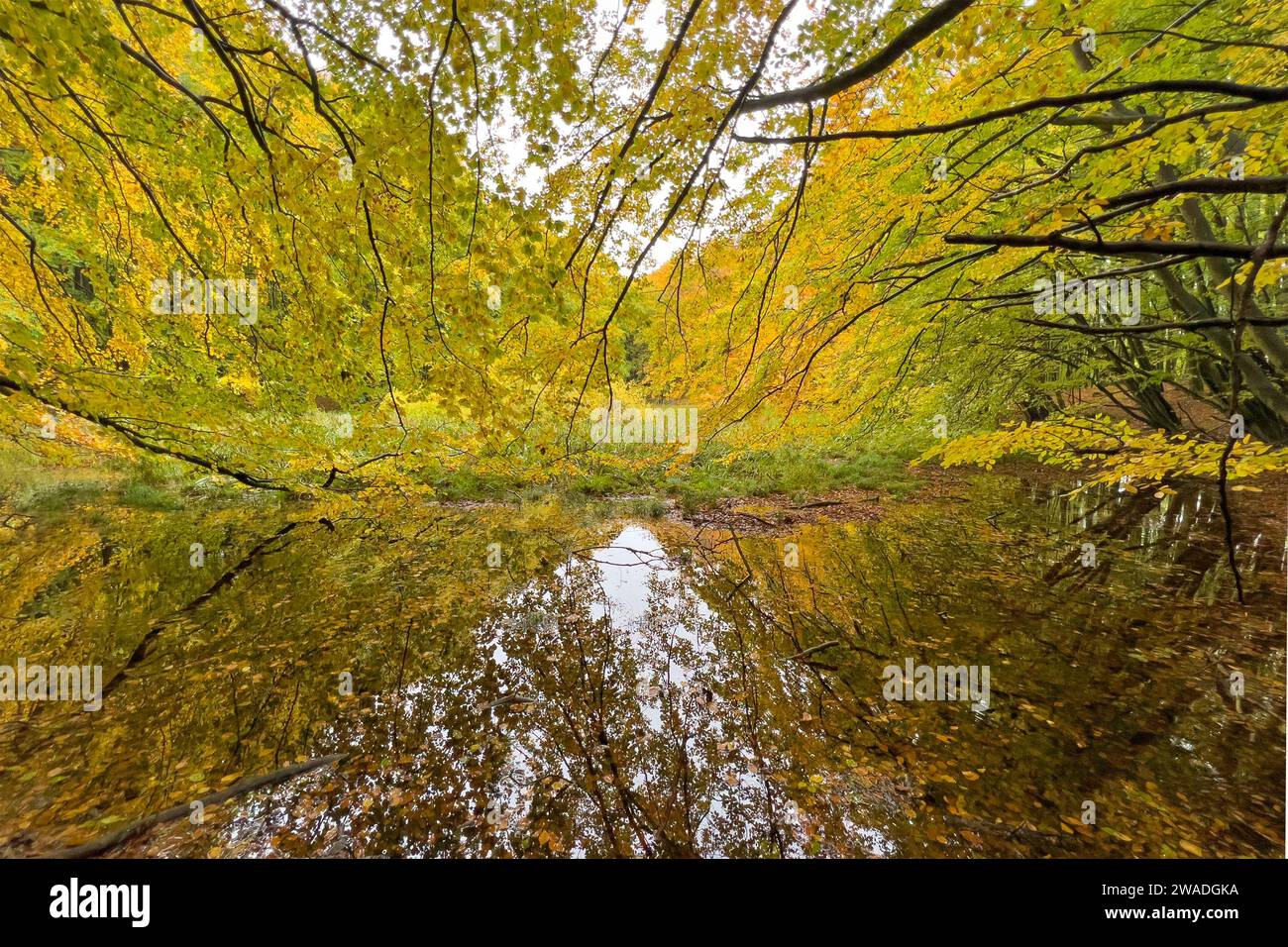 Autumn leaves, autumn atmosphere, colourful leaves, golden October ...