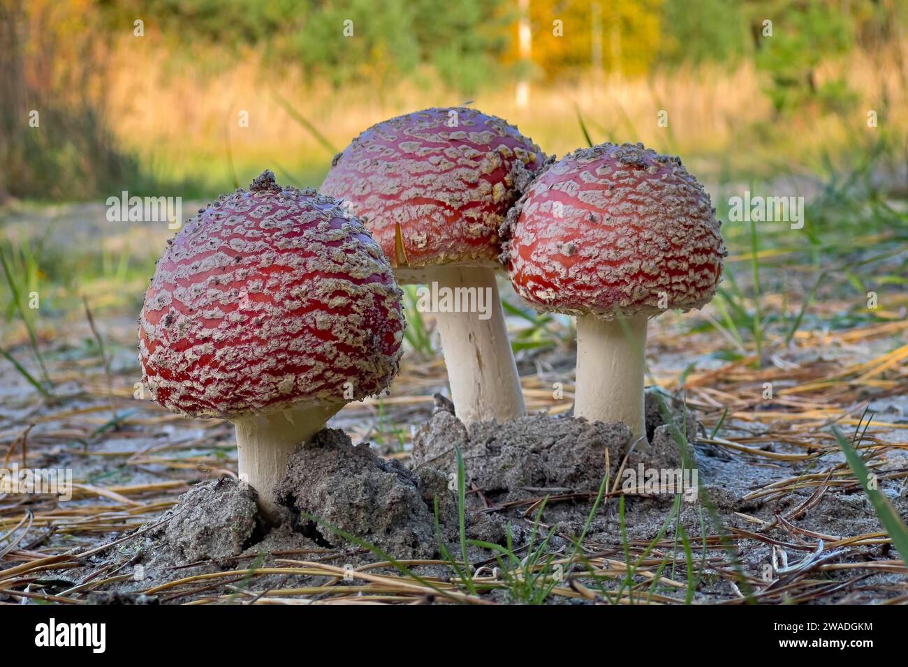 Red fly agaric (Amanita muscaria), poisonous mushroom, red cap with ...