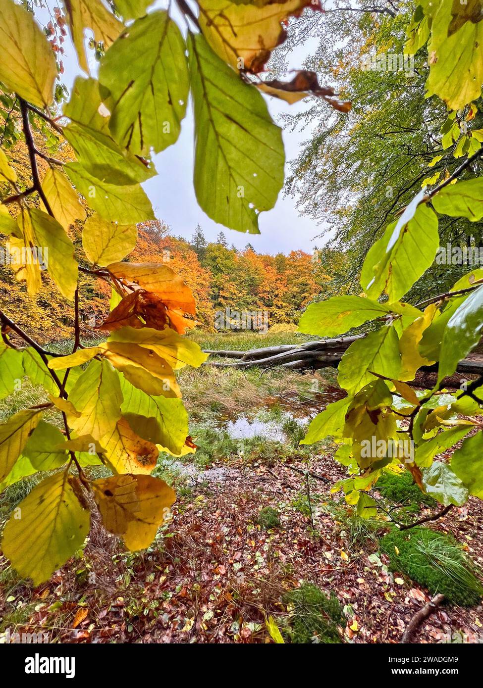 Autumn leaves, autumn atmosphere, colourful leaves, beech forest, view ...
