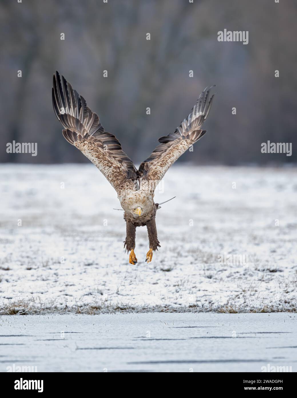 White-tailed eagle (Haliaeetus albicilla) searching for food at a ...