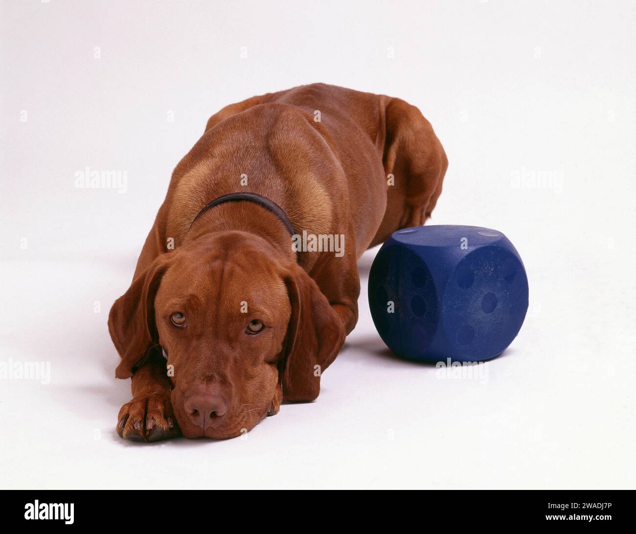 LARGE DOG LYING NEXT TO HIS PLAY TOY A LARGE PLASTIC DICE Stock Photo ...